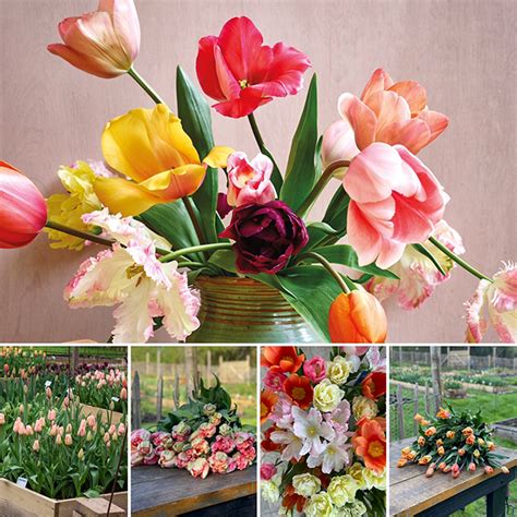 Spring Tulip Masterclass Flowers From The Farm