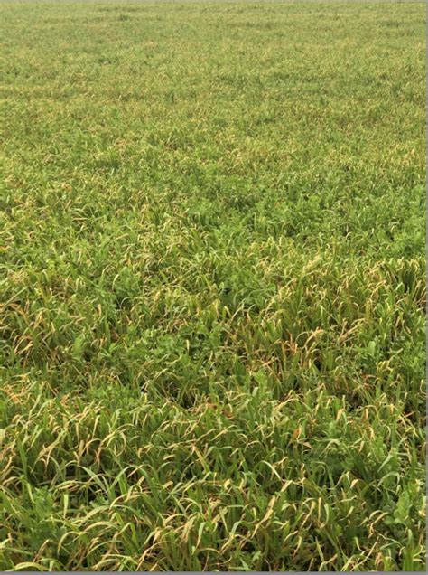 Elodie Cariou Lignée Artistes Grand Ouest