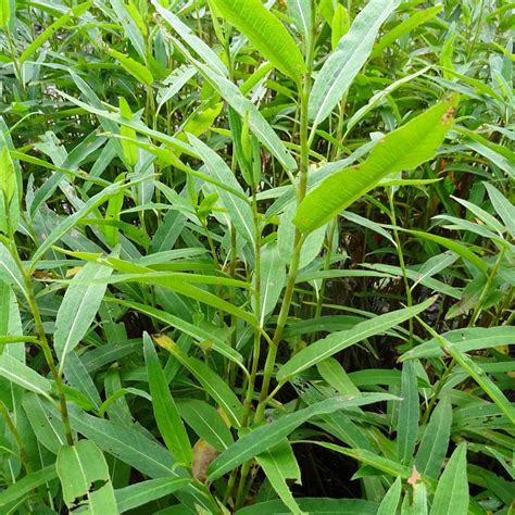 Water Pepper Polygonum Hydropiper Seeds