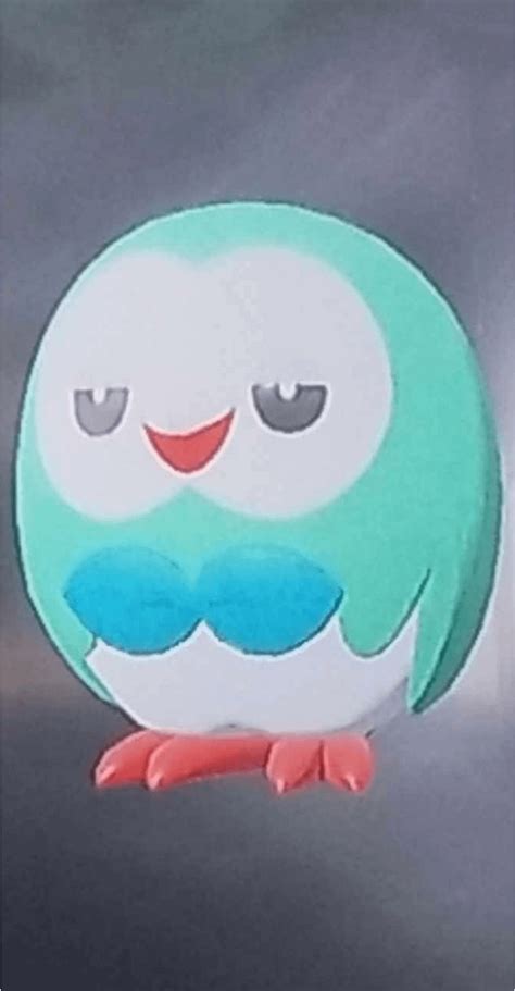 8 Finally Got A Shiny Rowlet After Countless Hours Of Searching R