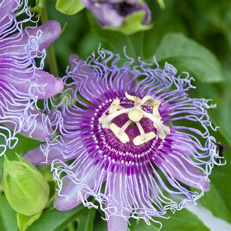 Passion Fruit Cooltropics® Eia Popeia® Young Plants