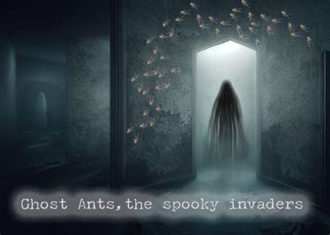 Ghost Ants The Spooky Invaders How To Pest Tiny Ants Ants