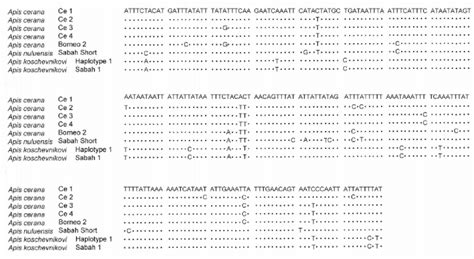 Sequences Of The Non Coding Intergenic Region Between Trna Leu And Coii Download Scientific
