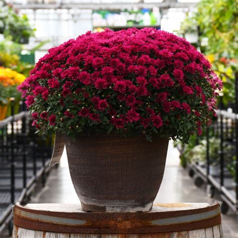 Fall Mum Purple Gertens Garden Center