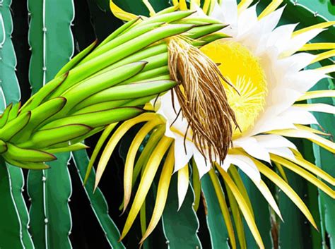 Dragon Fruit Flower Stunning Life Cycle Foliar Garden