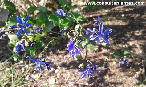 Pasithea Coerulea Or Blue Pasithea Care And Growing