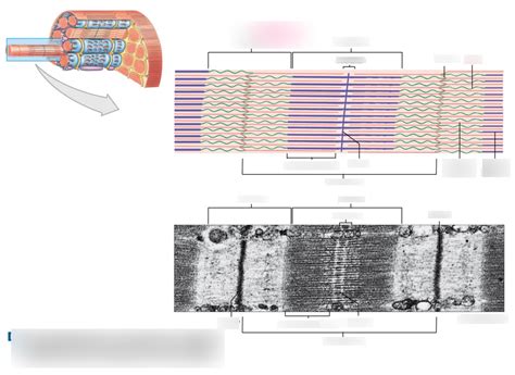 Sarcomere Structure Diagram Quizlet