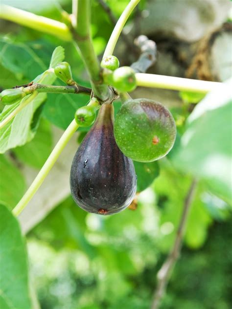 Pin On Gardening