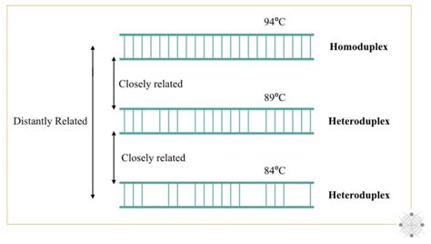 What Is Dna Hybridization And How Does It Occur Genetic Education