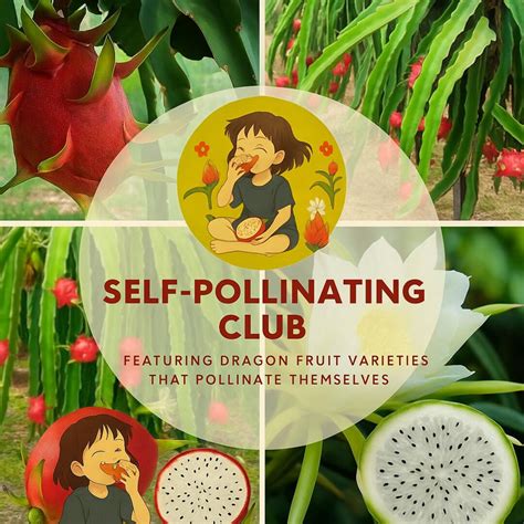 Self Pollinating Dragon Fruit Pack 3 Easy Varieties For Set It And