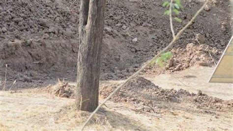 You Could Have The Eyes Of A Marksman If You Can Spot The Leopard In This Photo The Sun I