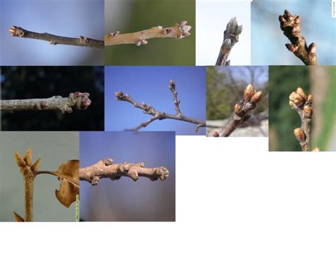 Oak Bud Identification Quiz