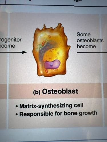 Bones And Skeletal Tissue Flashcards Quizlet