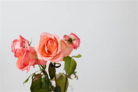 감정 계절 기념일 깨지기 쉬운 꽃 꽃꽂이 꽃무늬 낭만적인 놀라다 다발 다정한 디자인 로맨스 발렌타인