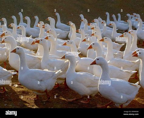 Walk Single File Hi Res Stock Photography And Images Alamy