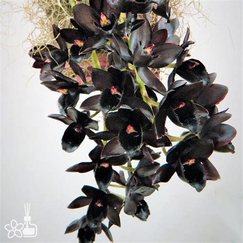 Fredclarkeara After Dark Svo Black Pearl 黑珍珠 Orchidmart