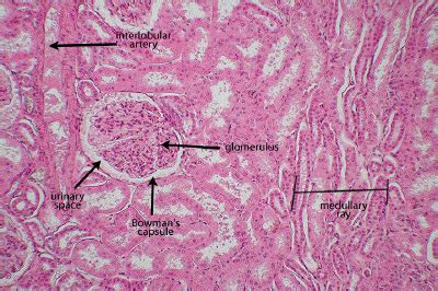 Renal Tubule Definition Anatomy And Function