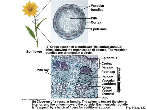 Ppt Organ Systems In Plants Powerpoint Presentation