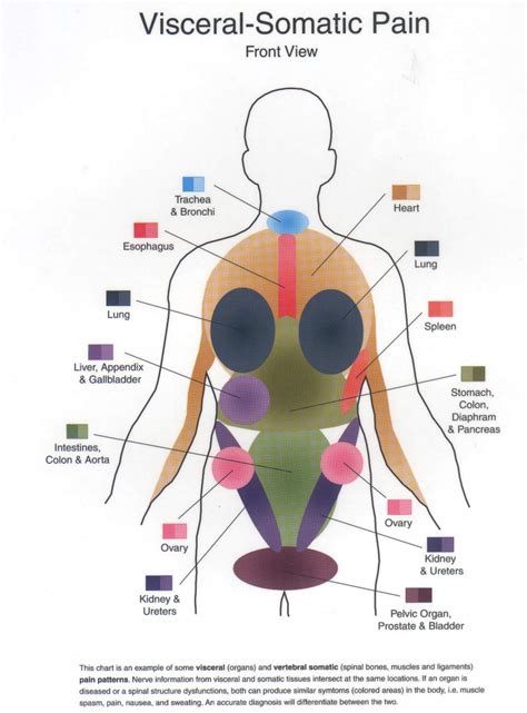 Viscerosomatic Trigger Points Vasculature