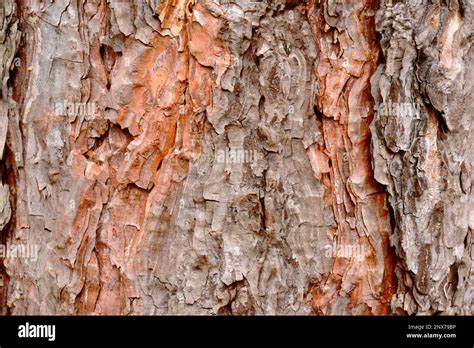 Pine Bark Texture Macro Tree Trunk Detail With Large Scales Closeup