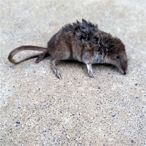 318 Best Shrew Images On Pholder Awwducational Aww And Nature Is Fucking Lit