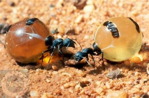 Honeypot Ant Creepy Animals