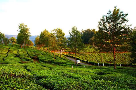 Munnar Sightseeing Covering Tea Gardens Dams Photo Shooting Points And Flower Gardens