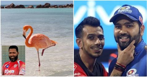 Mi Vs Rcb Wasim Jaffer Shares A Flamingos Image Riddles ‘player To