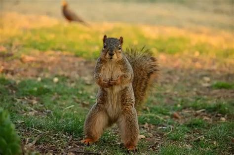 Squirrelzilla Scrolller