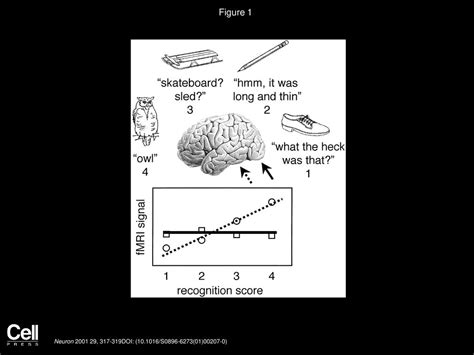 Turning The Dial On Object Perception Ppt Download