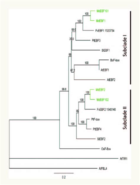 Phylogenetic Alignment Of Members Of The Ein3 Binding F Box Ebf Download Scientific Diagram