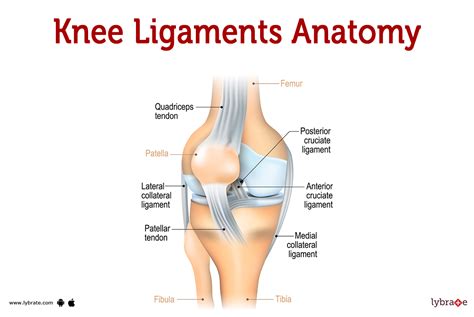 Knee Ligaments Human Anatomy Image Functions Diseases And Treatments