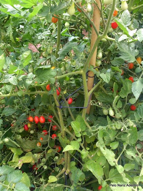 Pelo Nariz Adentro Tomatinhos Mini Xuxa Mini Xuxa