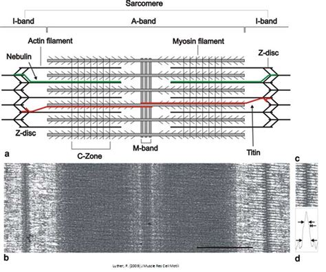 An Easy Guide To Understanding A Sarcomere Labeled Diagram And Explanation