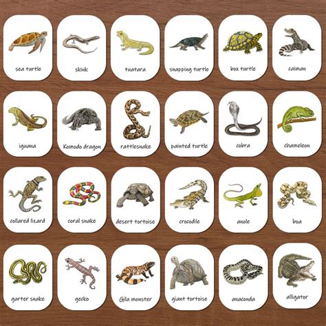 Reptile Watercolor Flashcards Montessori Homeschool Cards Pdf
