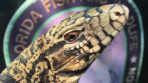 Tegu Is Not A Florida Iguana Facts On Invasive Argentine Lizard