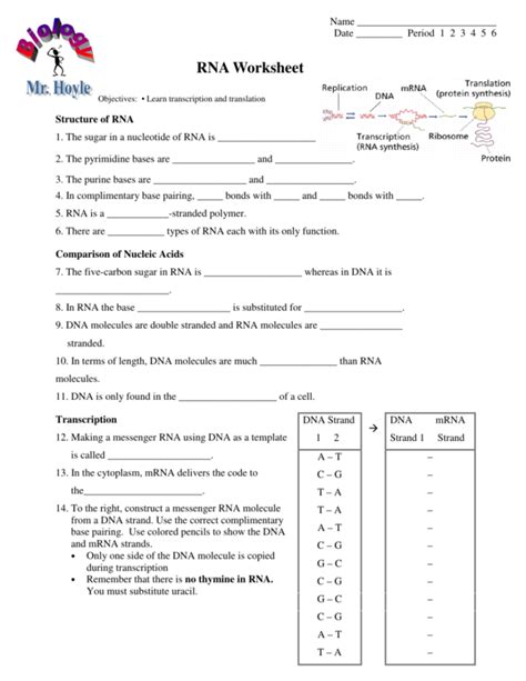 Rna Worksheet Answers Db Excel Com