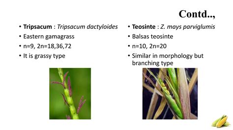 Evolution And Cytogenetics Of Maize Pptx