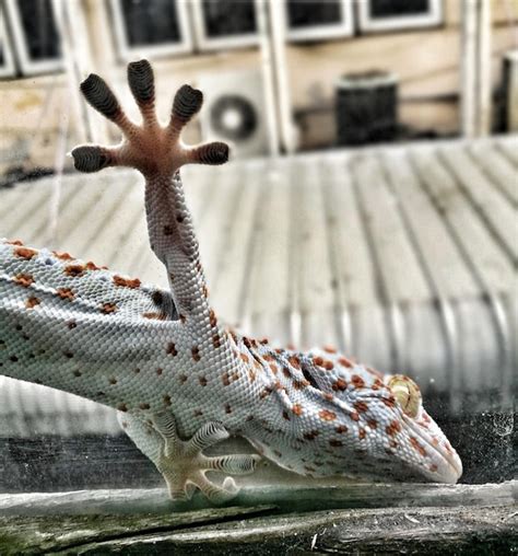 Lizard Organism Classification Pictures Freepik