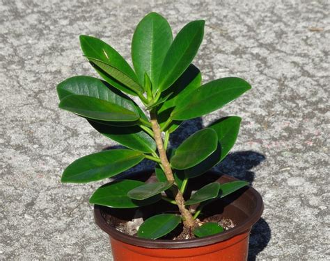 Dwarf Green Island Ficus Microcarpa 4 Etsy