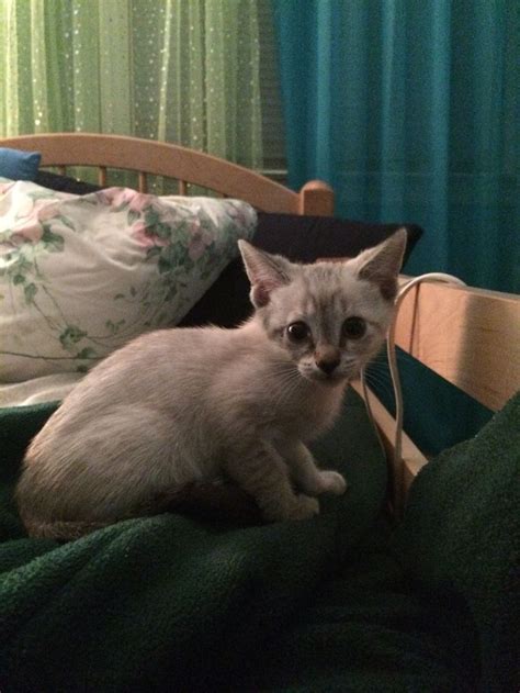 Our New Bangle Siamese Kitten Siamese Kittens Kittens Cats