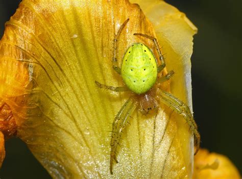 19 Yellow Spiders You May See Pictures And Identification