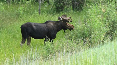 Moose Nature Antlers Free Photo On Pixabay