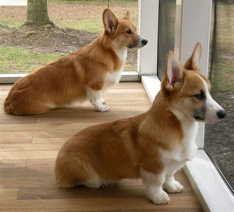 Corgi Mini Me Corgi Crazy Corgi Pembroke Welsh Corgi