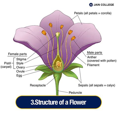 Parts Of A Flower The Science Of A Flowers Anatomy