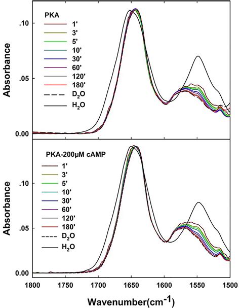 Using Ftir Spectroscopy To Determine Protein Secondary