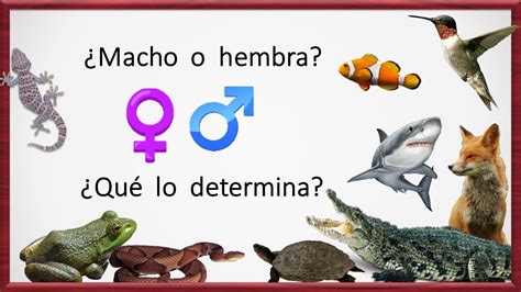 Sistemas De Determinación Del Sexo En Animales ¿qué Hace Que Un Animal
