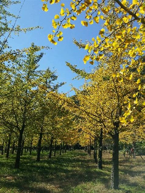 가을 여행 추천 홍천 비밀의정원 은행나무숲 햇쌀가게 행복의 시작은 집밥 수향미 백진주 경기미 햅쌀로~