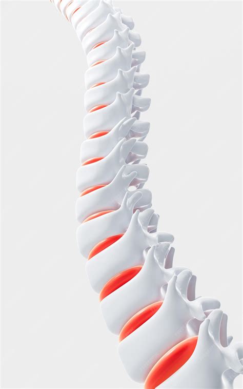 Premium Photo Human Spine Model Specification For Human Vertebrae Model 3d Rendering