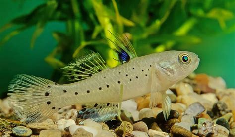 Brackish Water Fish And Aquarium Hygger